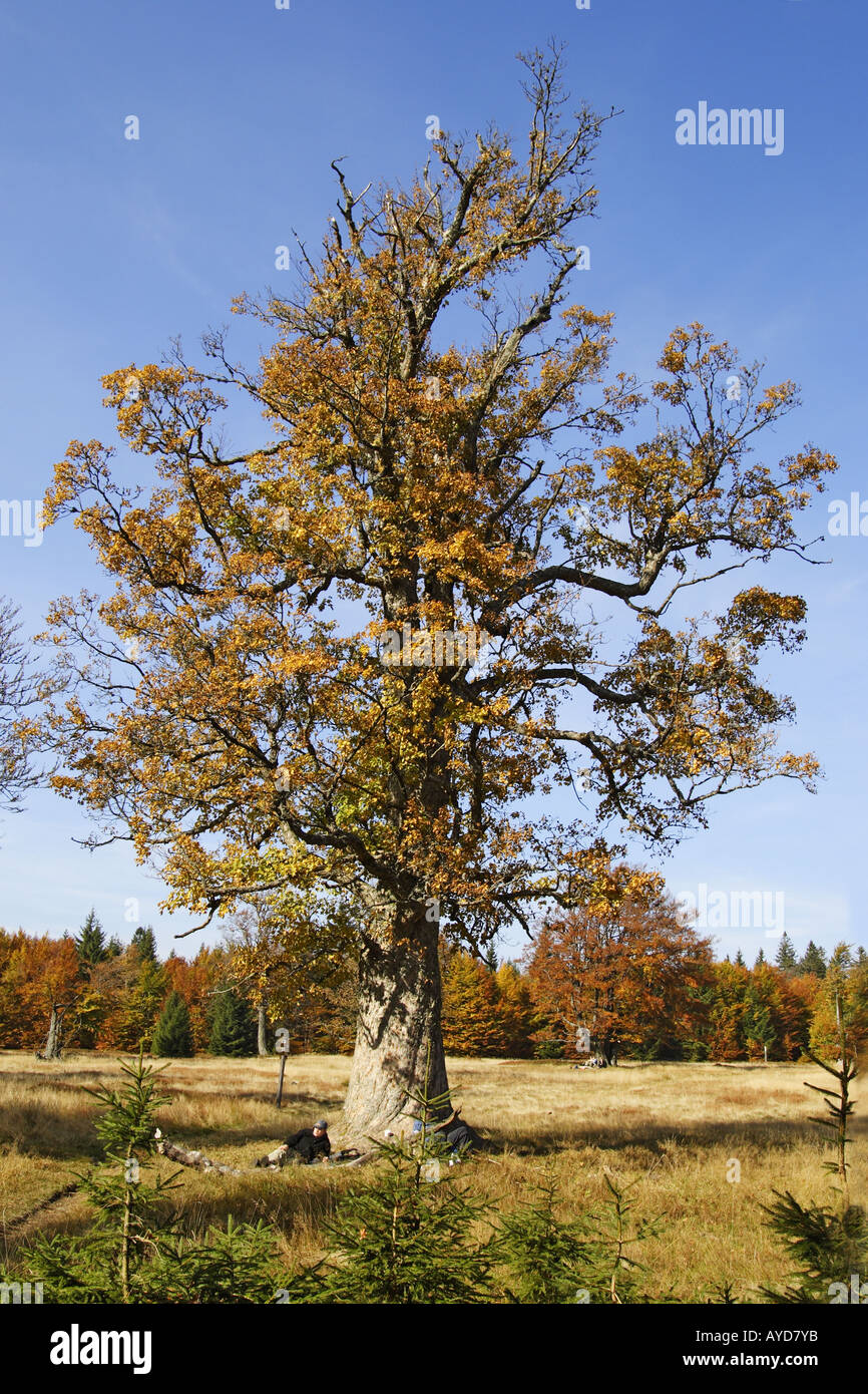 Europa europe laubbaum laubbaeume deciduous trees querformat horizontal ...