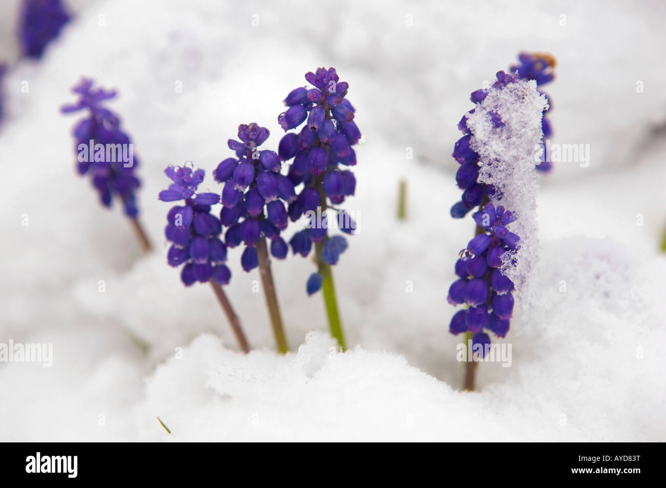 Bluebell flowers in the snow Stock Photo - Alamy