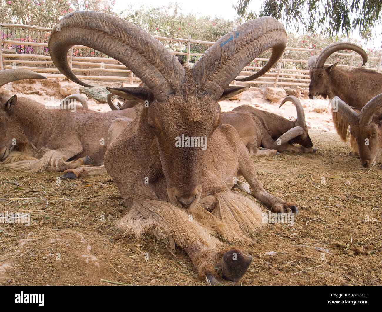 Animal in Morocco Stock Photo - Alamy