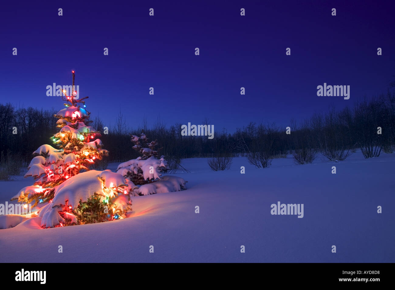 Christmas tree outdoors Stock Photo - Alamy