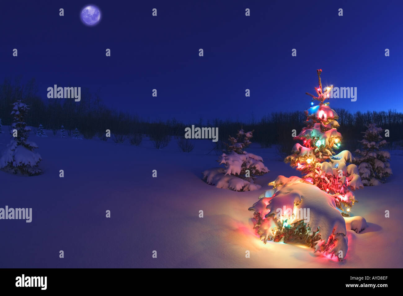 Christmas tree at night Stock Photo - Alamy