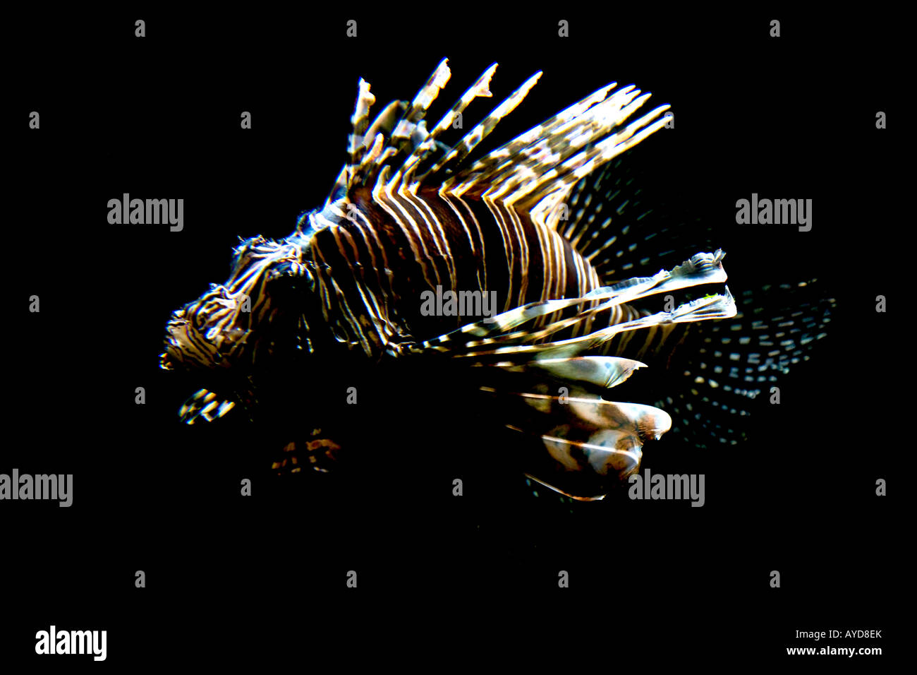 Red lion fish Stock Photo - Alamy