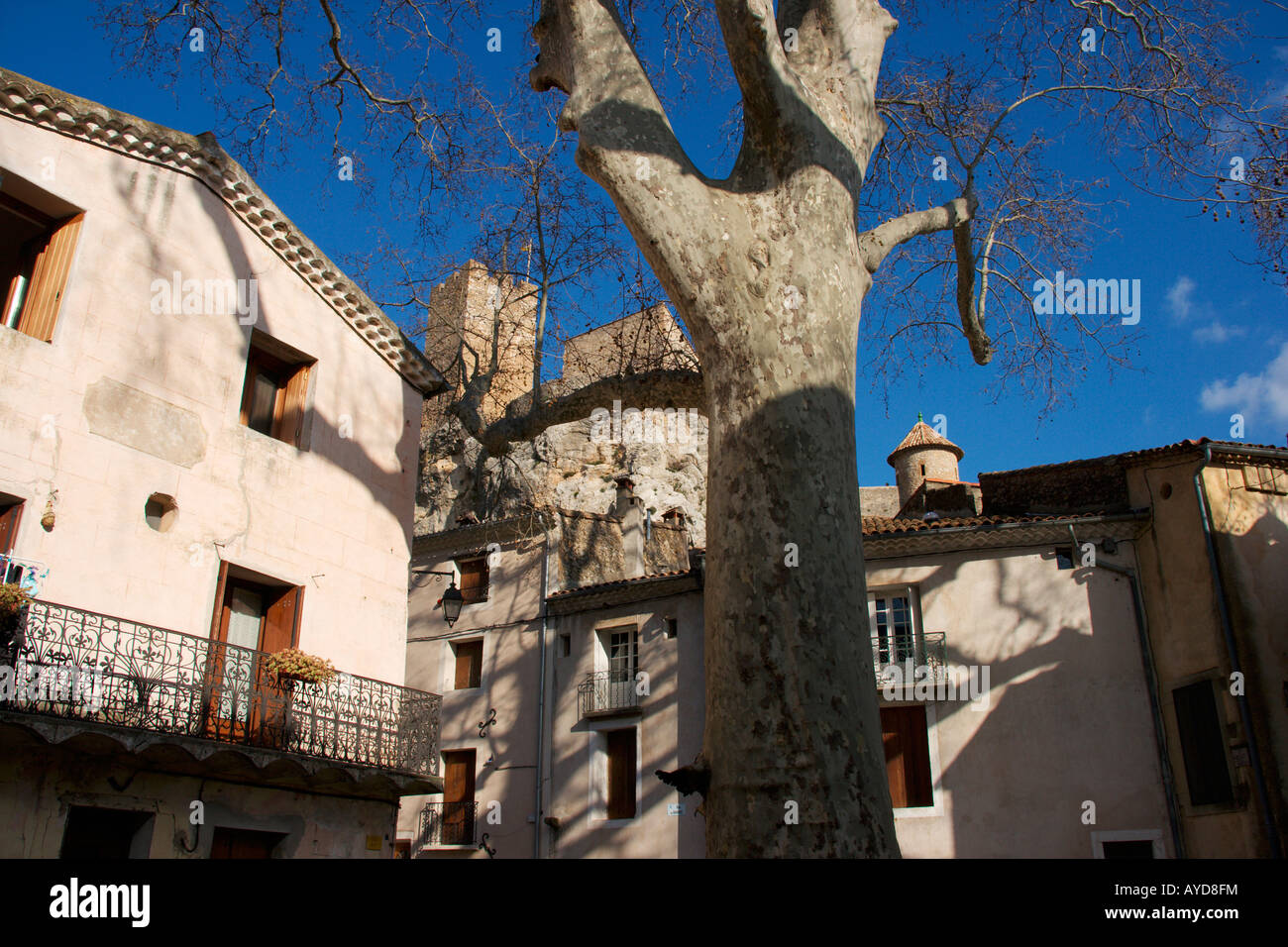 Large French plane tree in St Jean de Buèges France Stock Photo - Alamy
