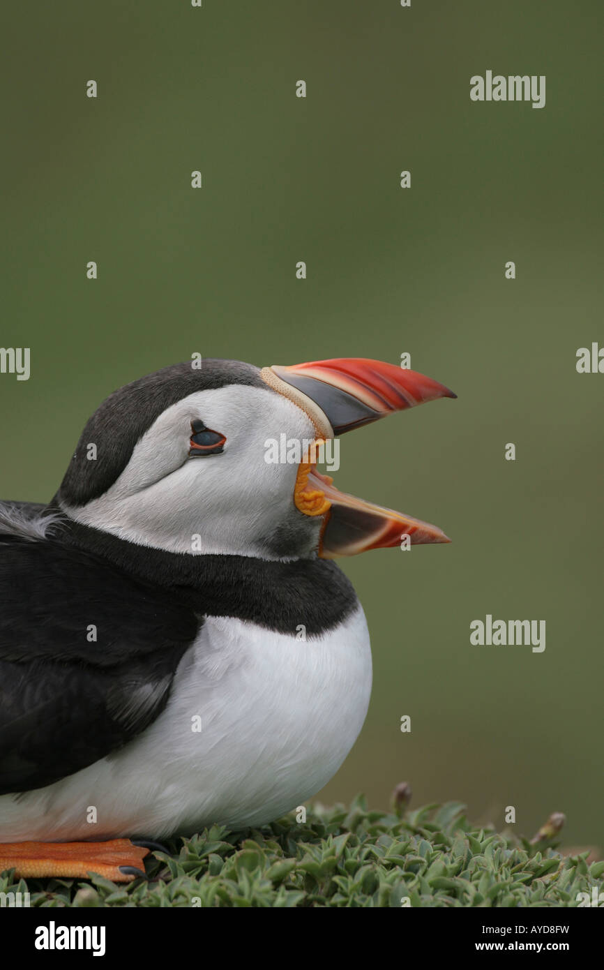 Puffin with its beak open Stock Photo - Alamy