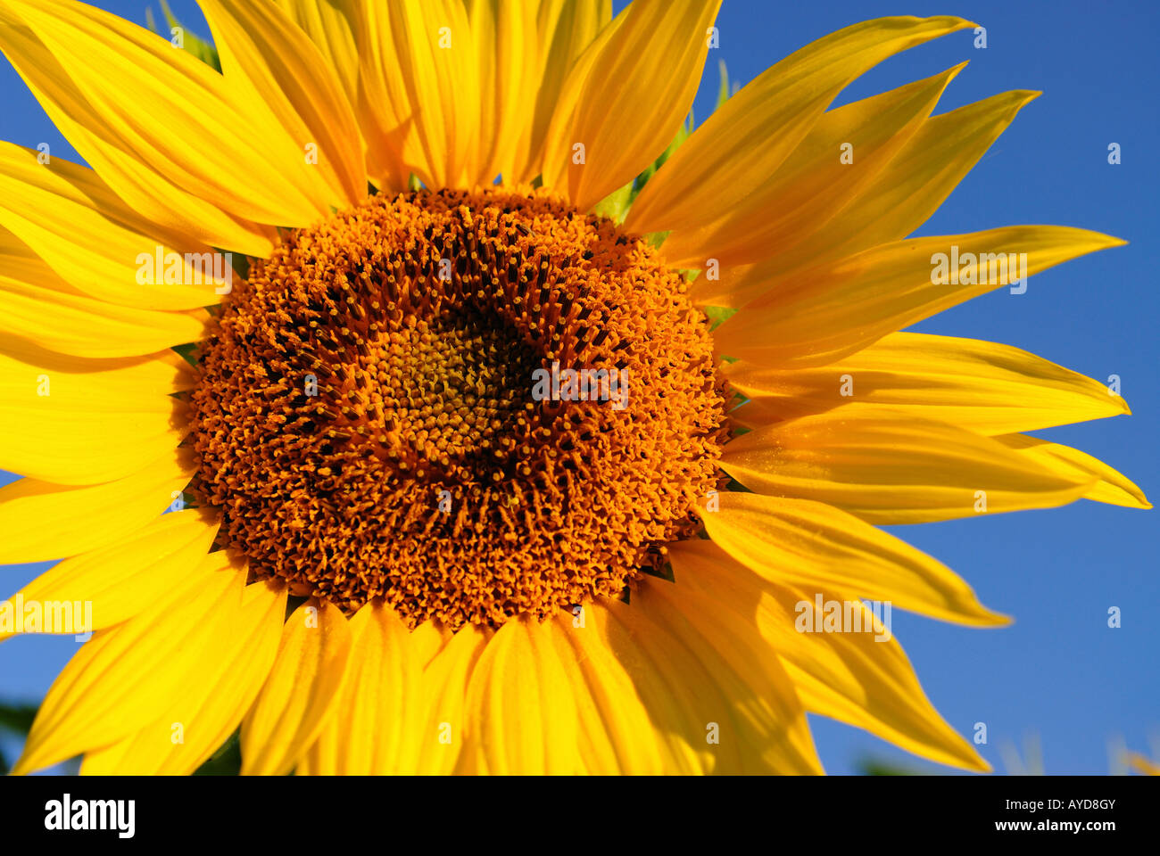 Single sunflower hi-res stock photography and images - Alamy
