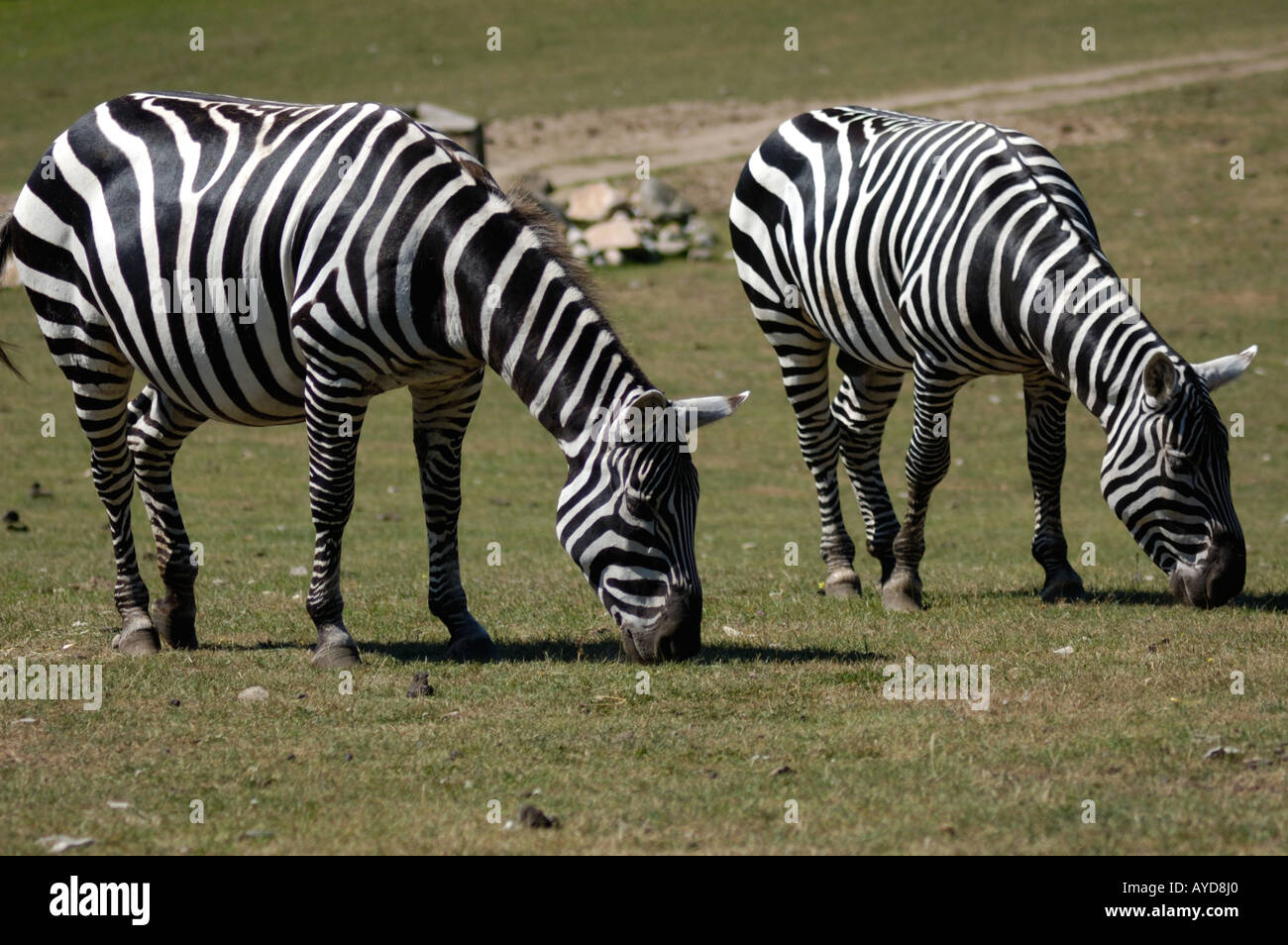 Animal at the zoo Stock Photo - Alamy