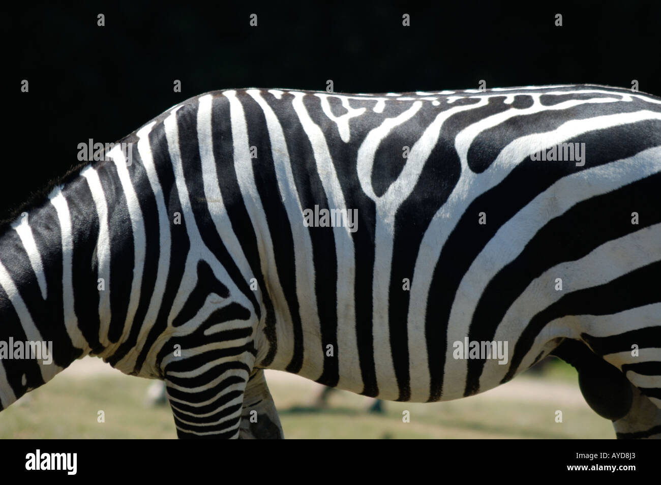 Ebeltoft zoo hi-res stock photography and images - Alamy