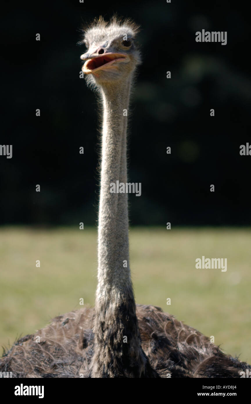 Ostridge hi-res stock photography and images - Alamy