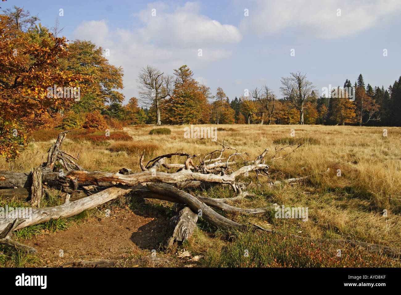 Moorwater hi-res stock photography and images - Alamy