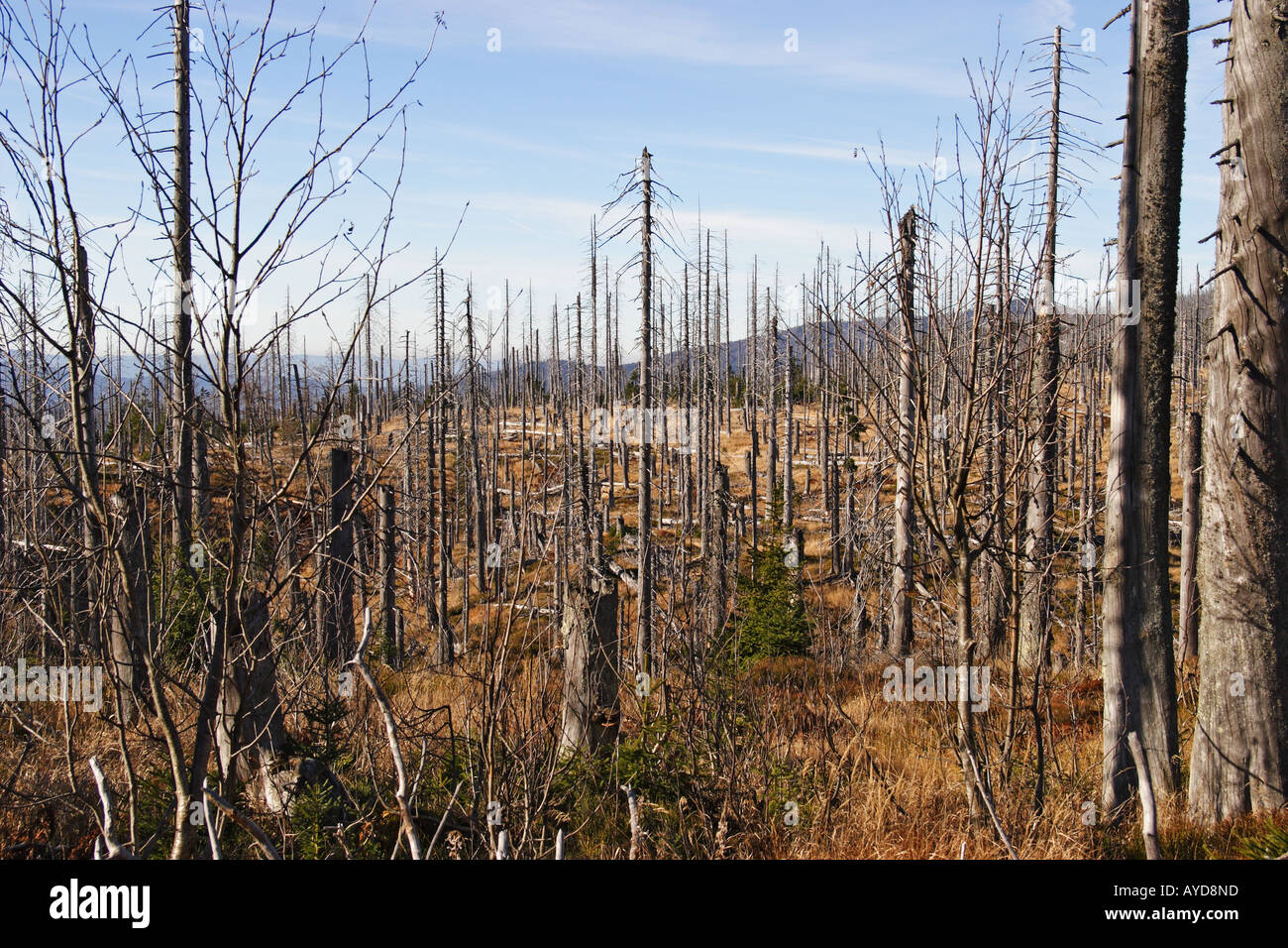 Dead Trees, Dead Forest, Waldsterben Stock Photo - Alamy