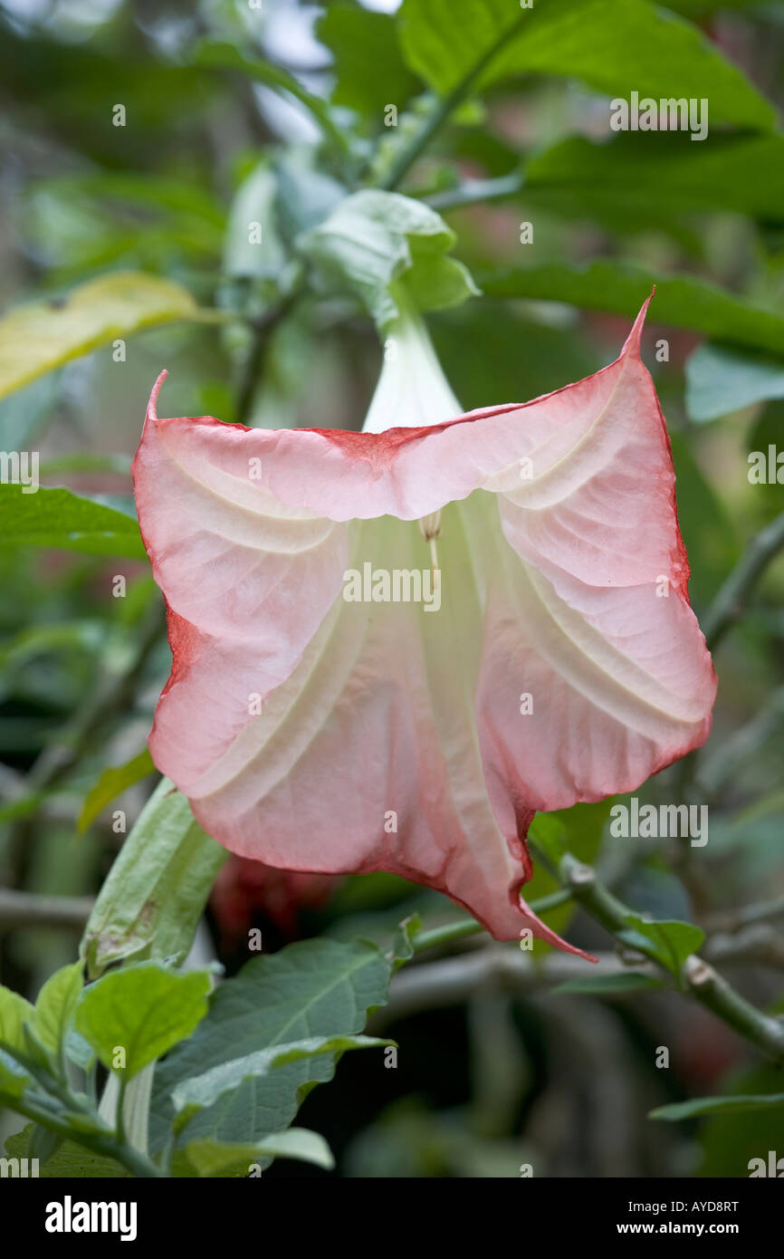 Angel trumpet flower hi-res stock photography and images - Alamy