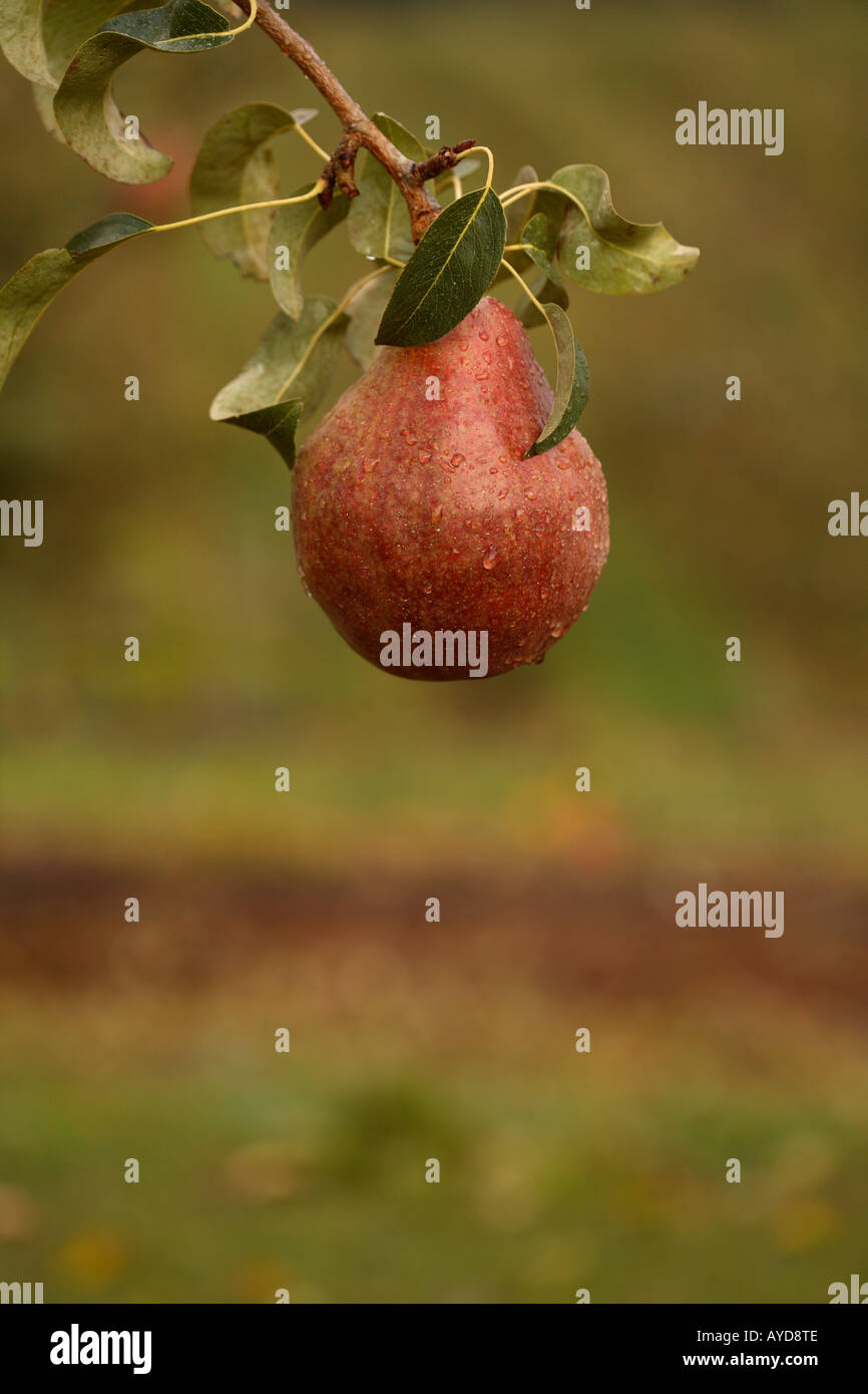 A heavy pear hangs off a limb Stock Photo - Alamy