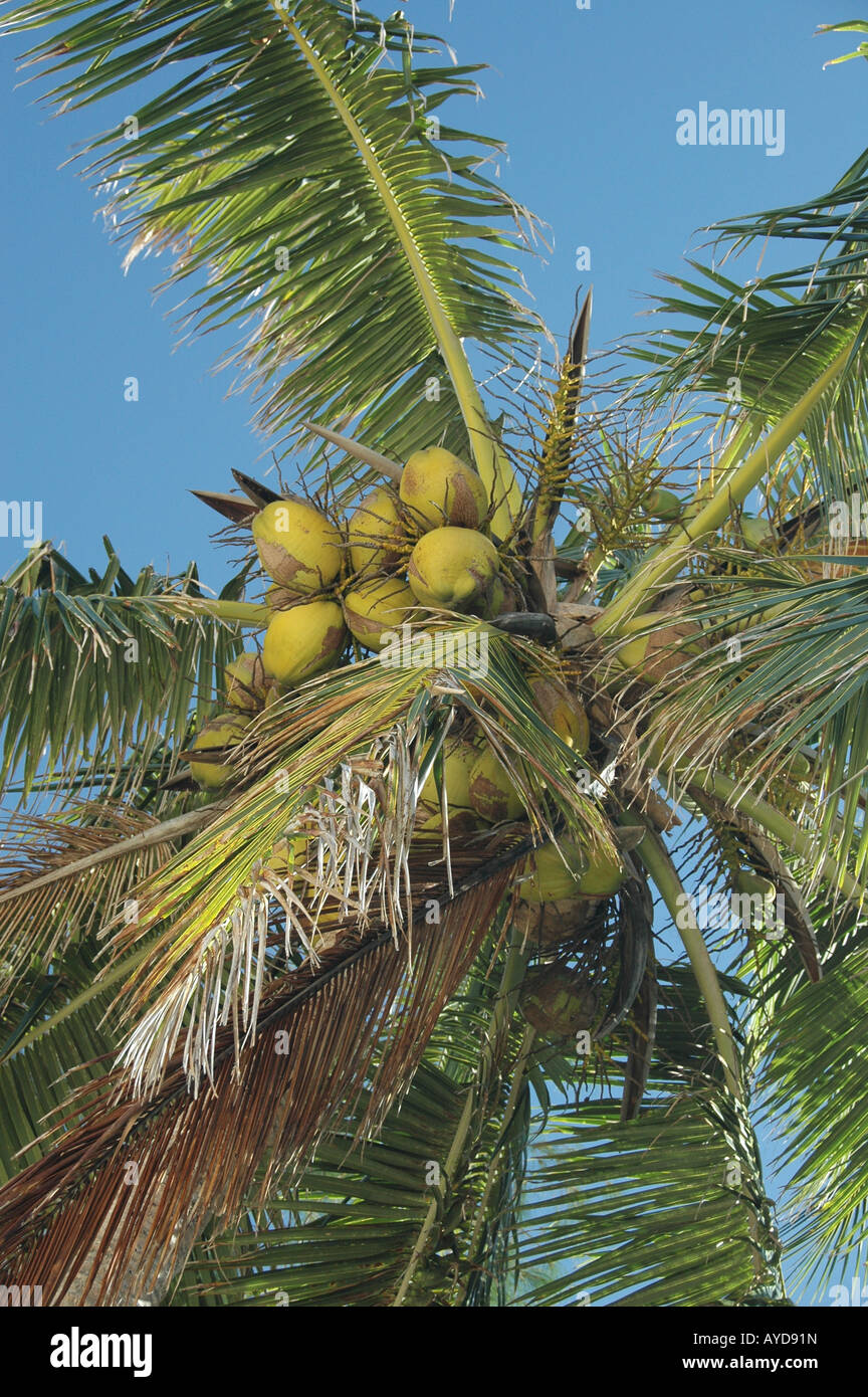 Tropical Fruit Rarotonga Cook Islands High Resolution Stock Photography ...