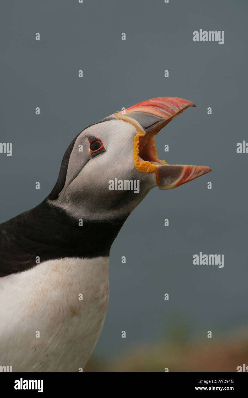 Puffin with its beak open Stock Photo - Alamy
