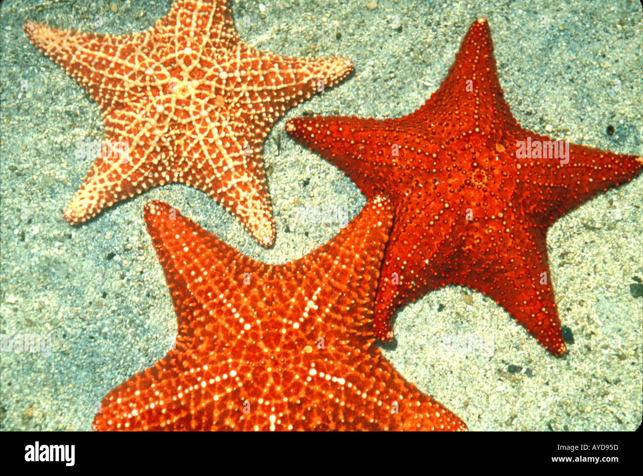 Caribbean red yellow starfish underwater in clear shallow water sand ...