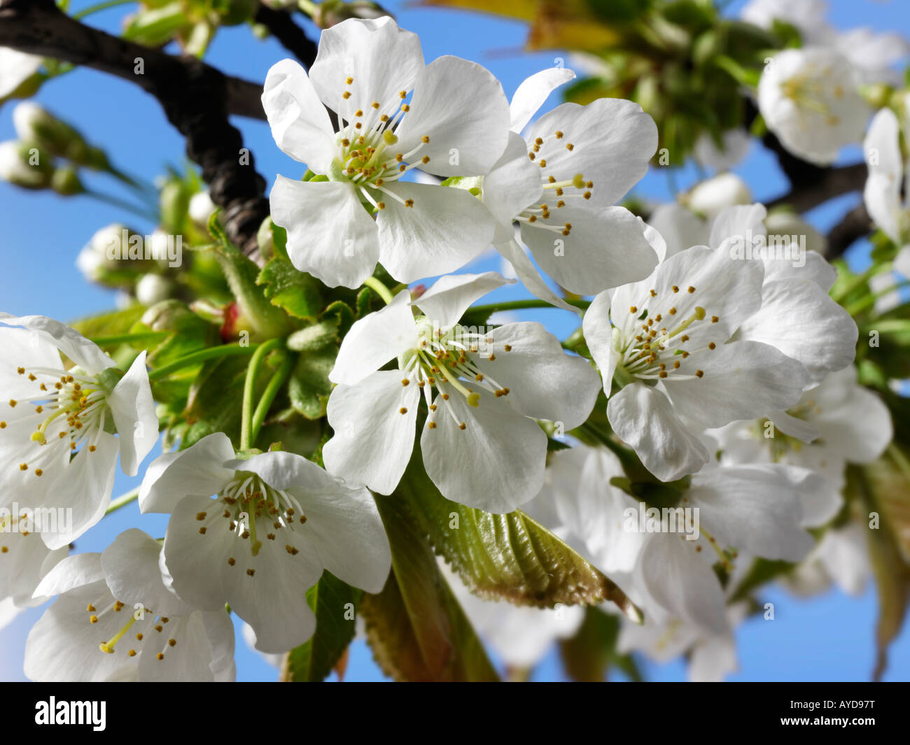 Pictures of fresh white cherry blossom, flowers and petals fresh picked ...