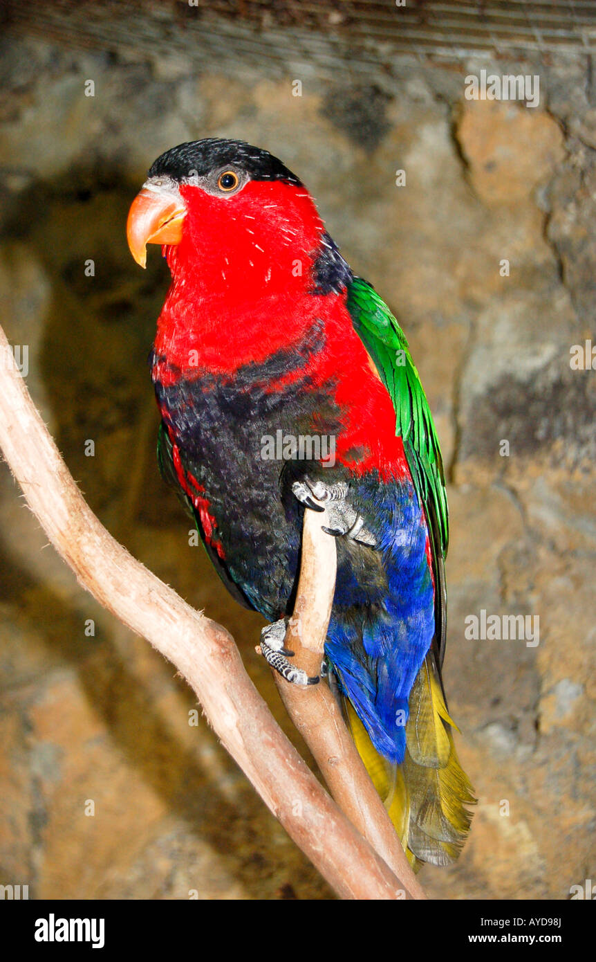 A colorful parrot staring at the camera Stock Photo - Alamy