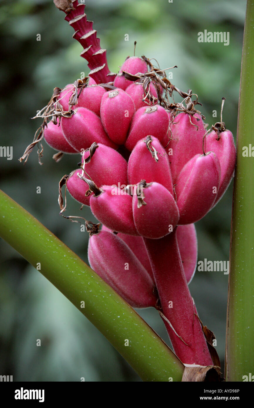 Self Peeling Banana aka Pink Banana, Hairy Banana, Pink Fruiting Banana ...