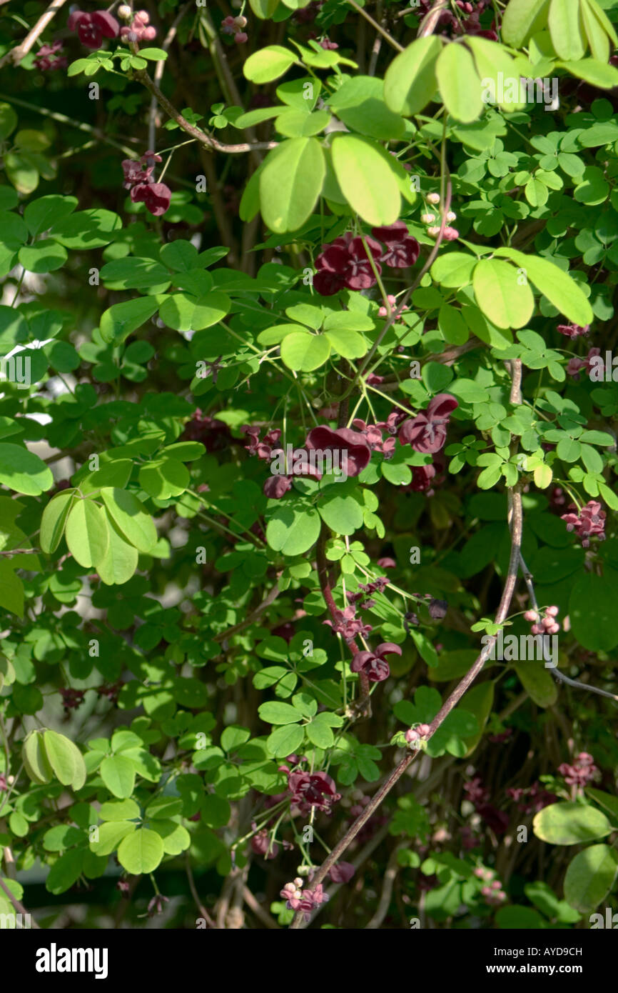 Twiners Plant High Resolution Stock Photography and Images - Alamy