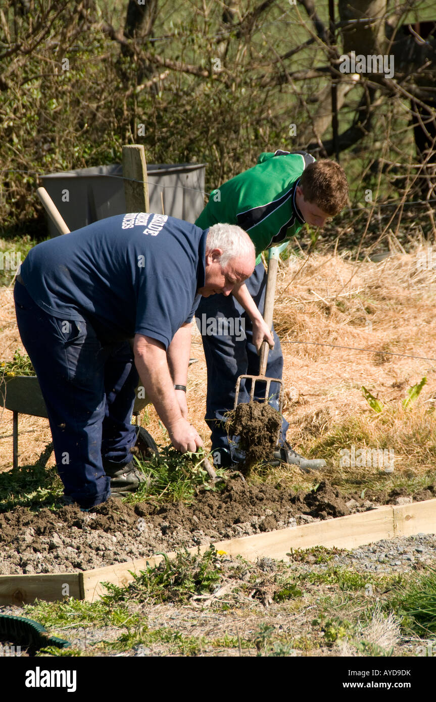Grandfather and grandson working on their allotment digging up the ...