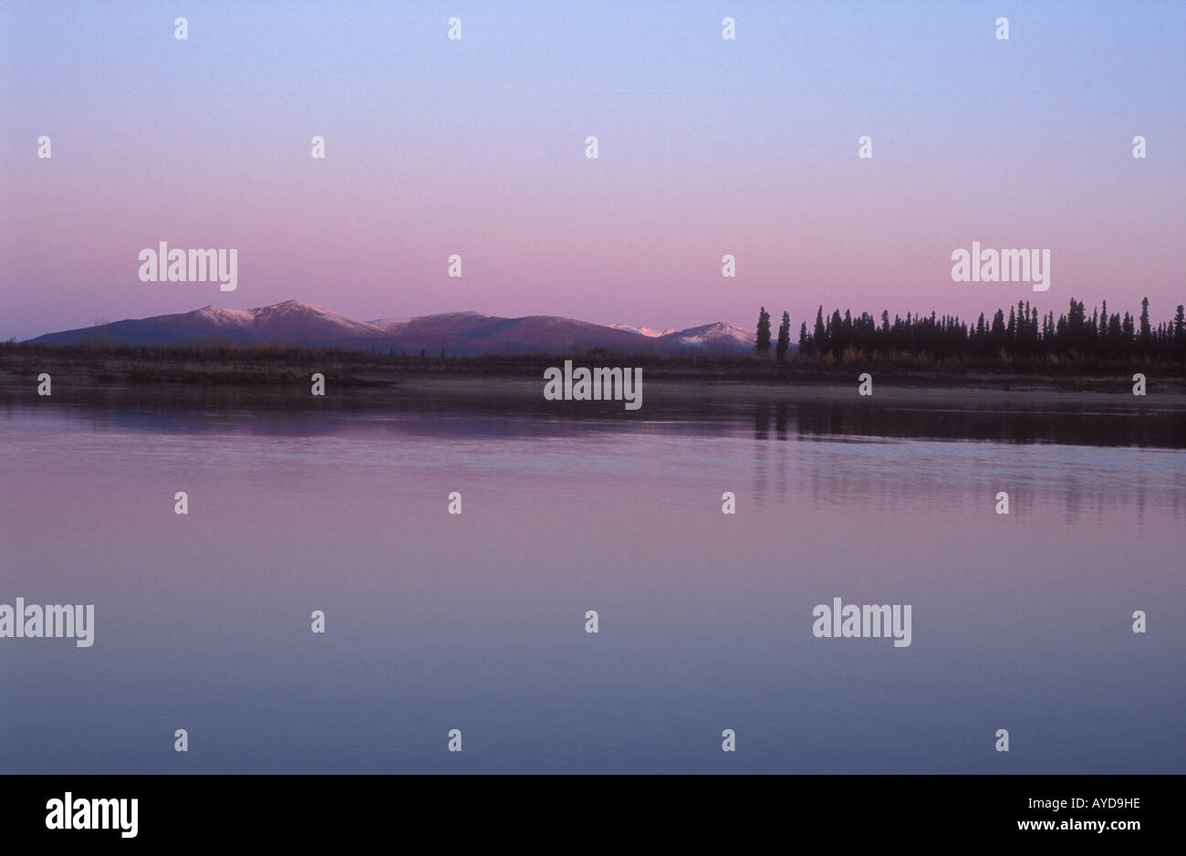 American jade hi-res stock photography and images - Alamy