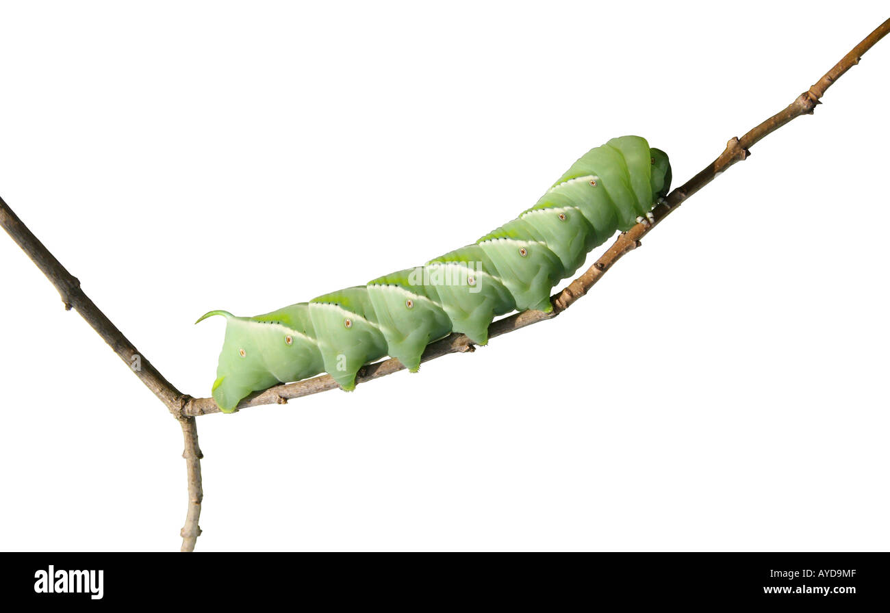 Five spotted hawkmoth aka tomato hornworm hi-res stock photography and ...