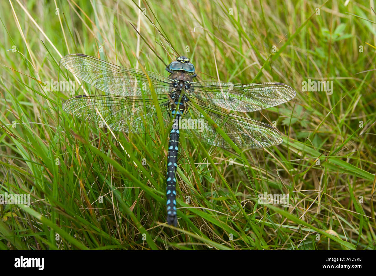 a dragonfly resting in grass, Scotland, UK Stock Photo - Alamy