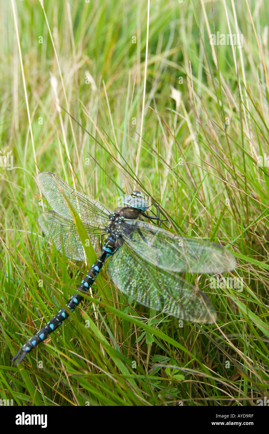 a dragonfly resting in grass, Scotland, UK Stock Photo - Alamy