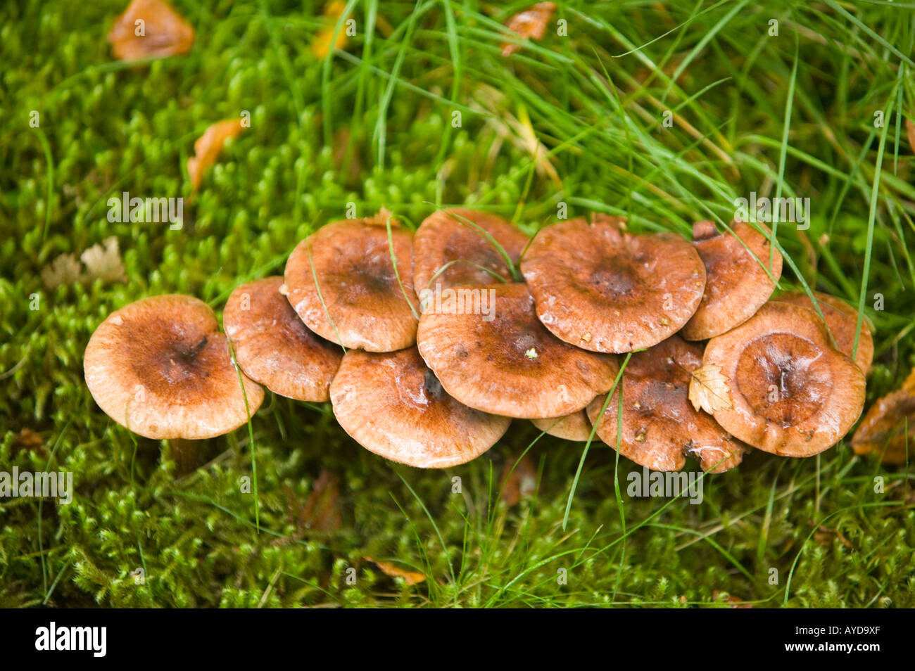 wild funghi growing on a forest floor, Kylesku, Scotland, UK Stock ...