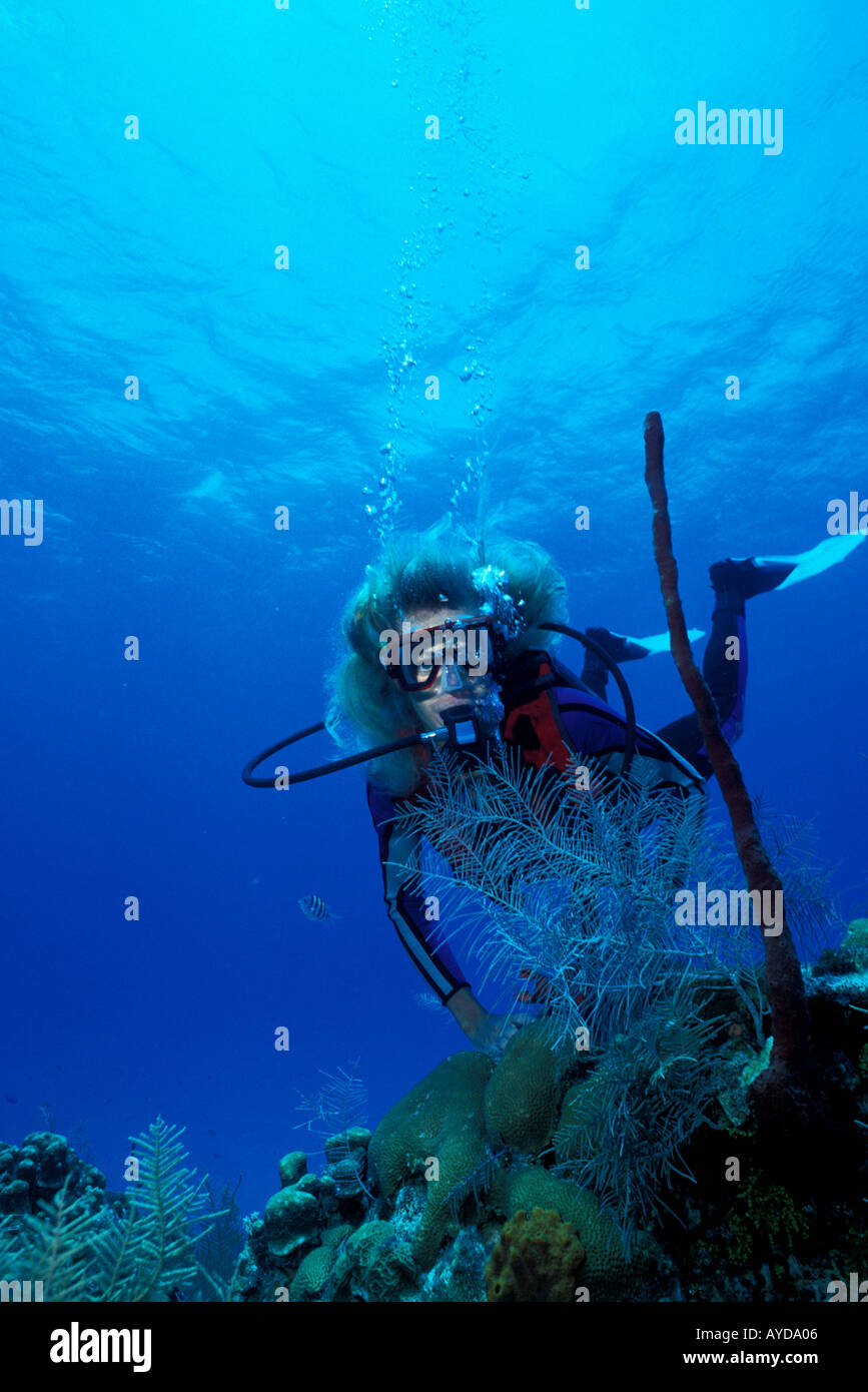 Grand Cayman woman underwater diving with red finger sponges Caribbean ...