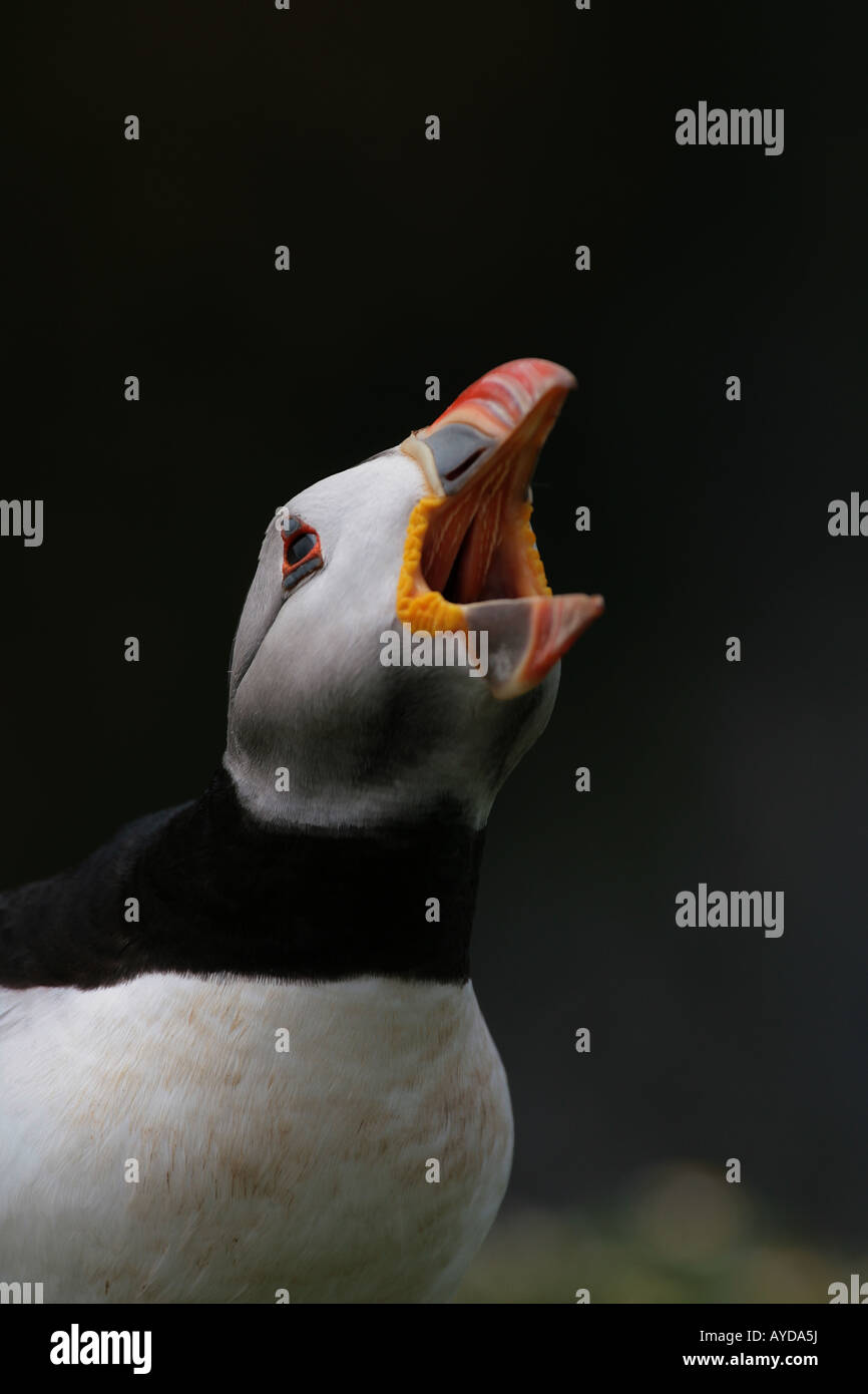 Puffin with its beak open Stock Photo - Alamy