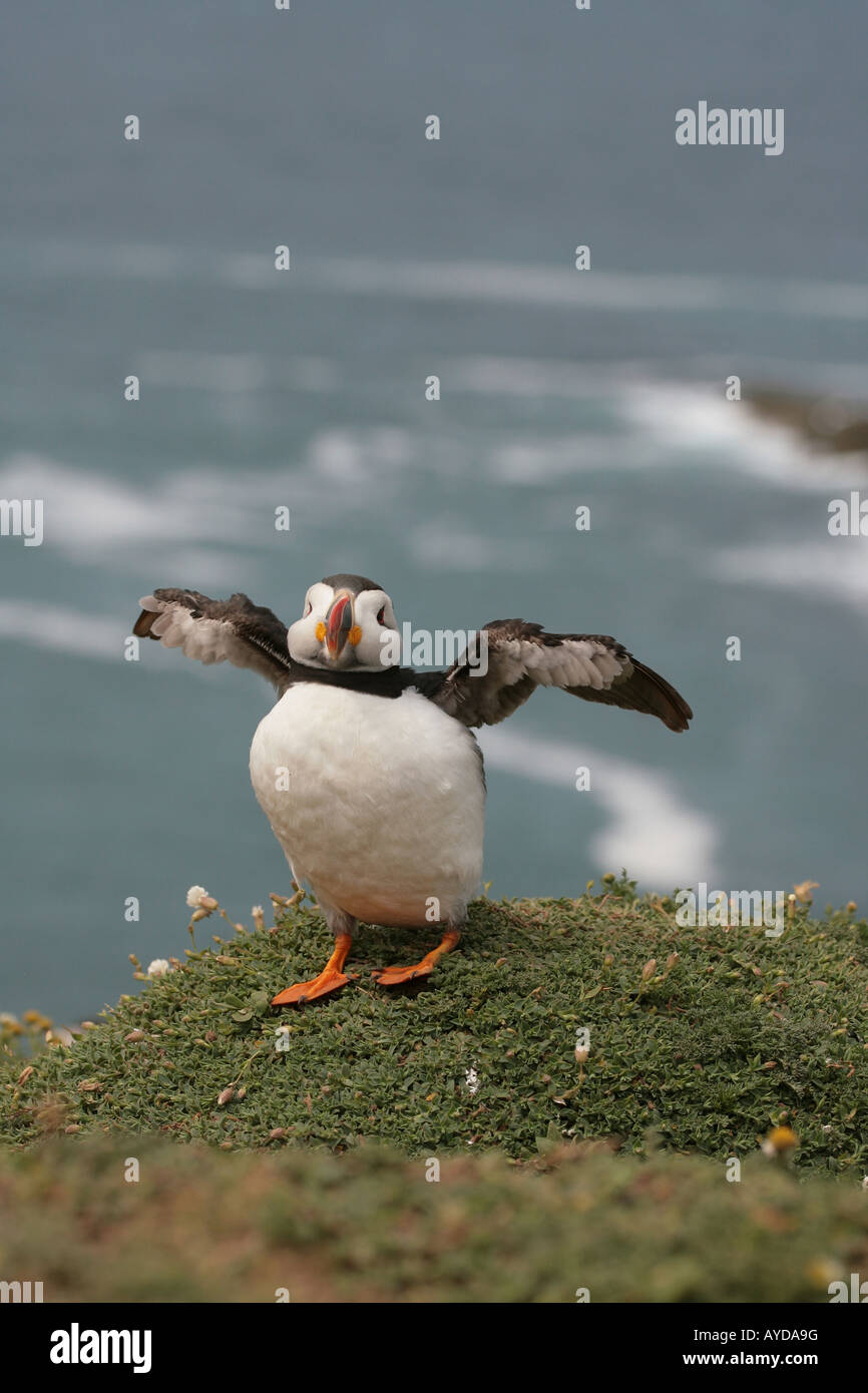 Atlantic puffin spreading its wings Stock Photo - Alamy
