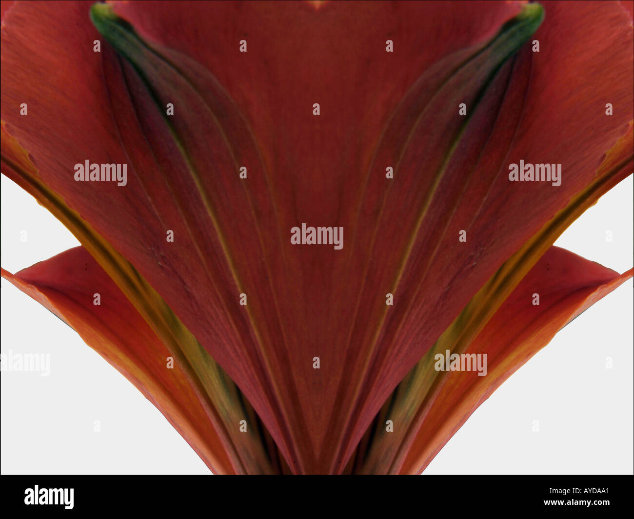 Perigonium hi-res stock photography and images - Alamy