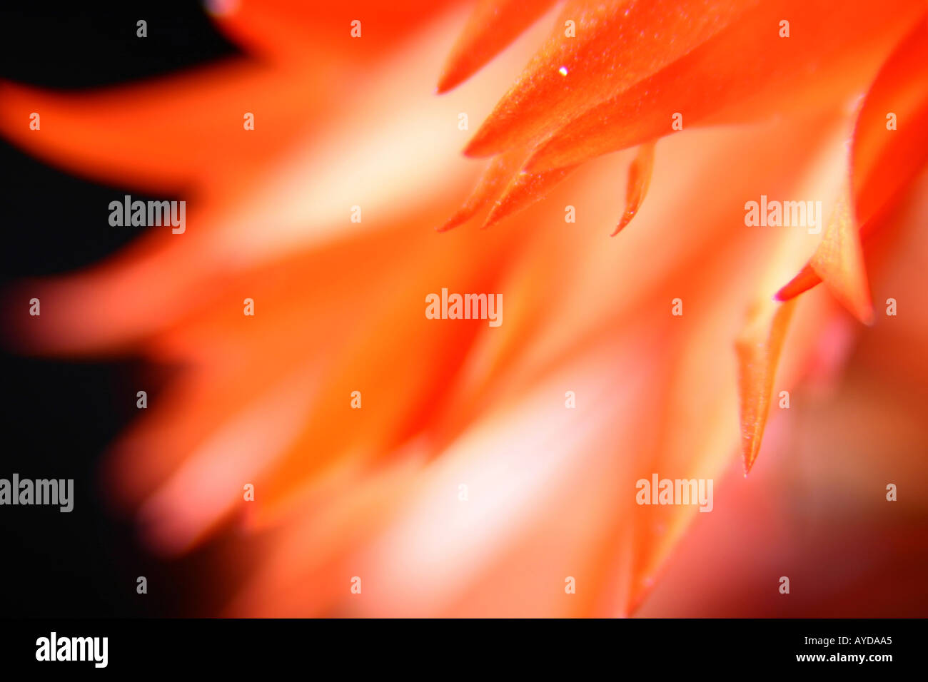 Perigonium hi-res stock photography and images - Alamy