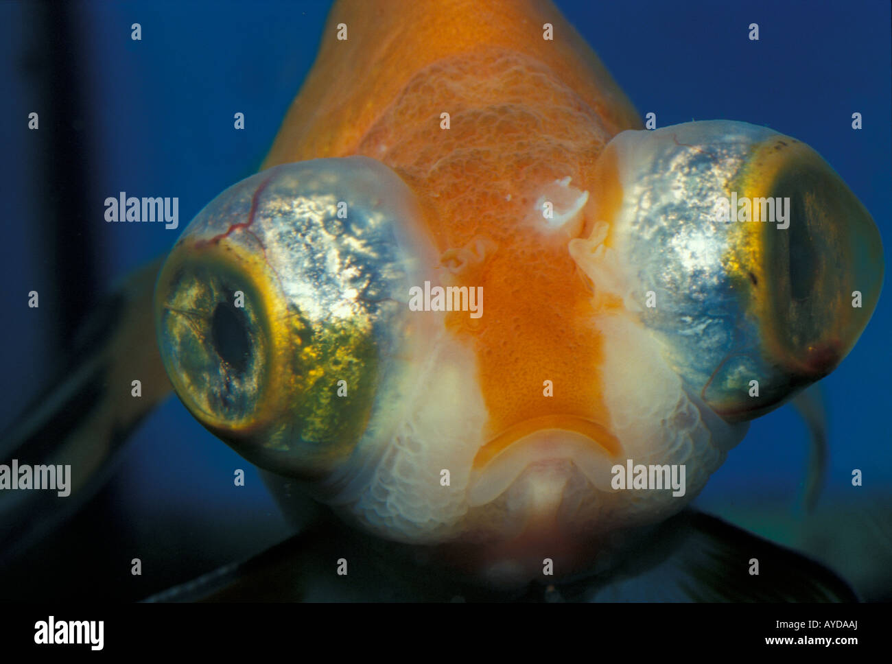Goldfish, Carassius, auratus, freshwater, fish, Ciprinidae Stock Photo ...
