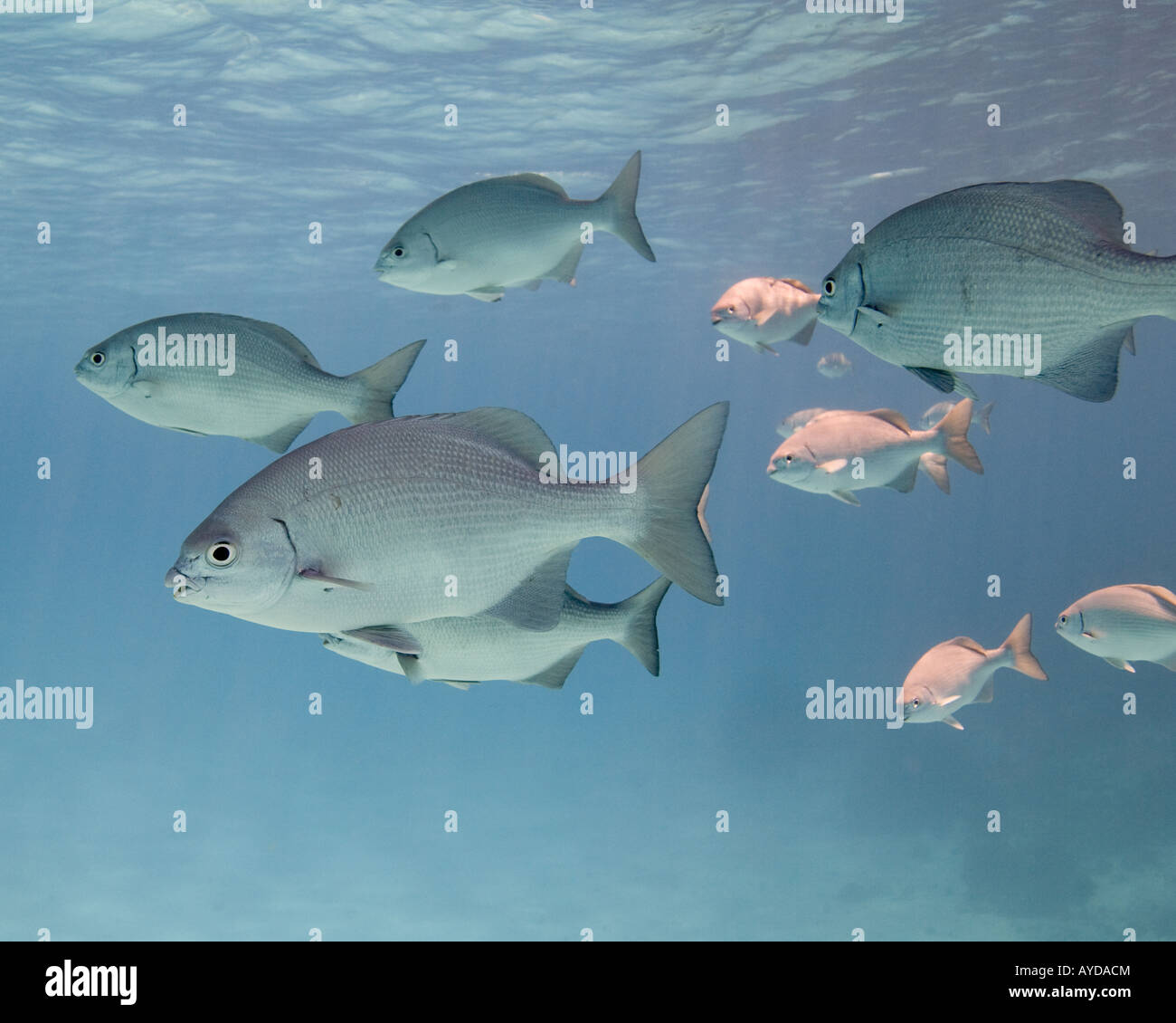 Sea chub hi-res stock photography and images - Alamy