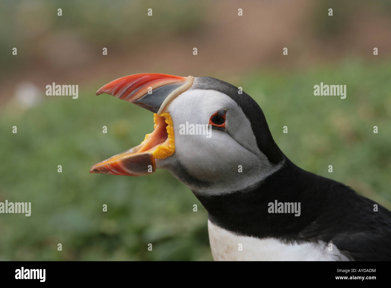 Puffin with its beak open Stock Photo - Alamy