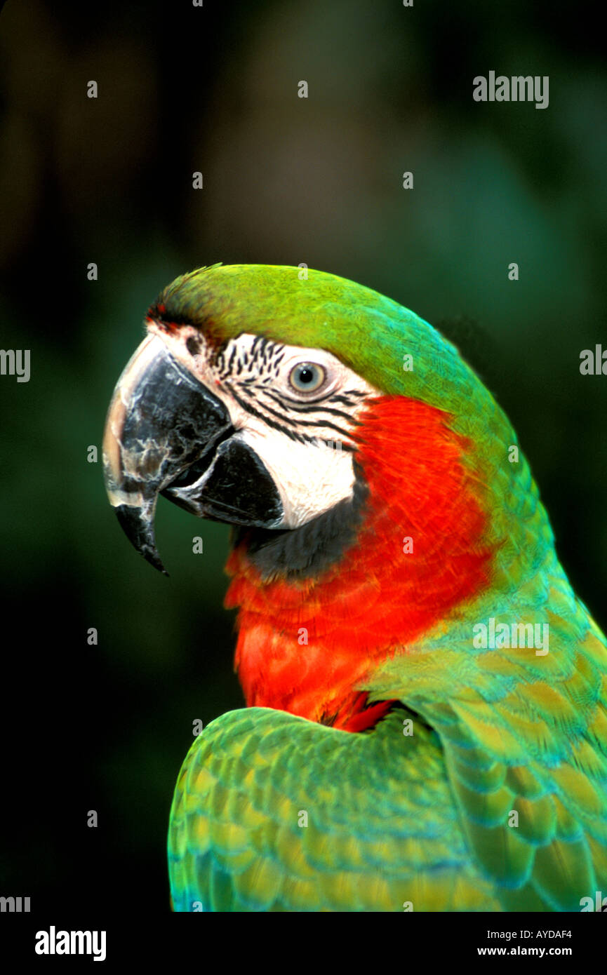 Bahamas Nassau parrot at Ardastra Gardens Stock Photo - Alamy