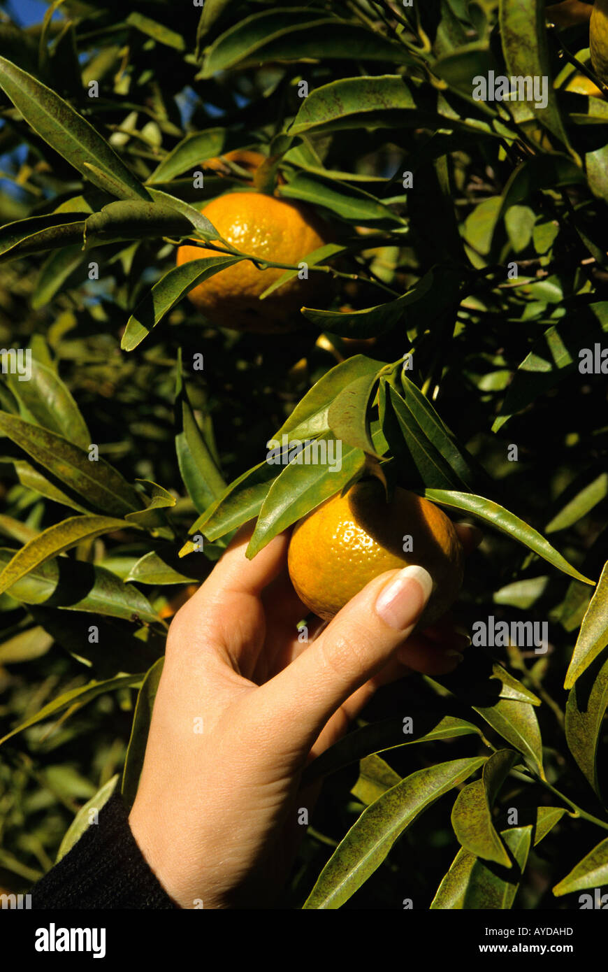Picking fresh mandarin on the farm Stock Photo - Alamy