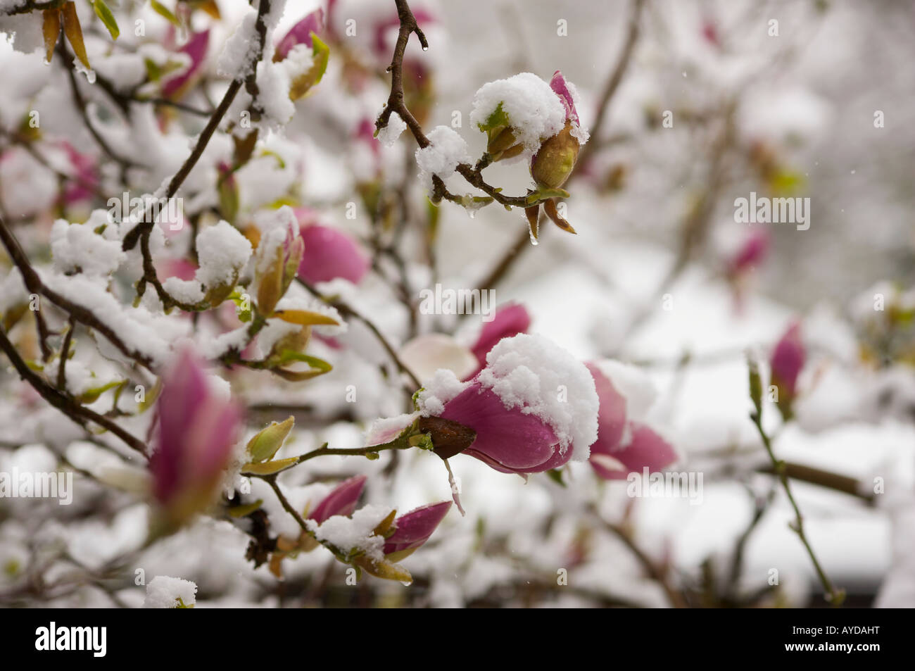 Pink Magnolia flowers covered in early Spring snow Stock Photo - Alamy