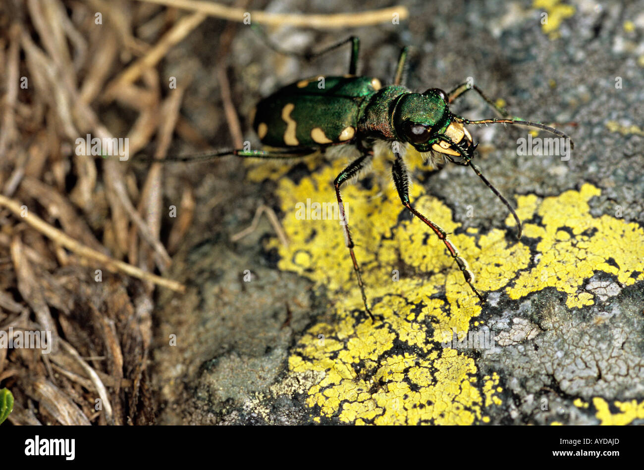 Green tiger beetle Cicindela campestris France Stock Photo - Alamy