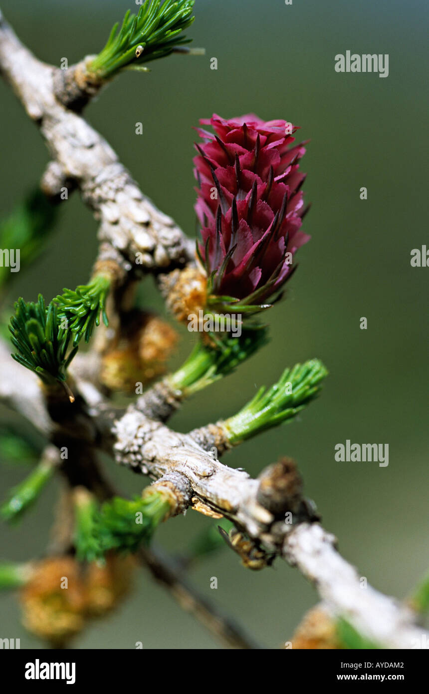 Common larch female flower Larix decidua Stock Photo - Alamy
