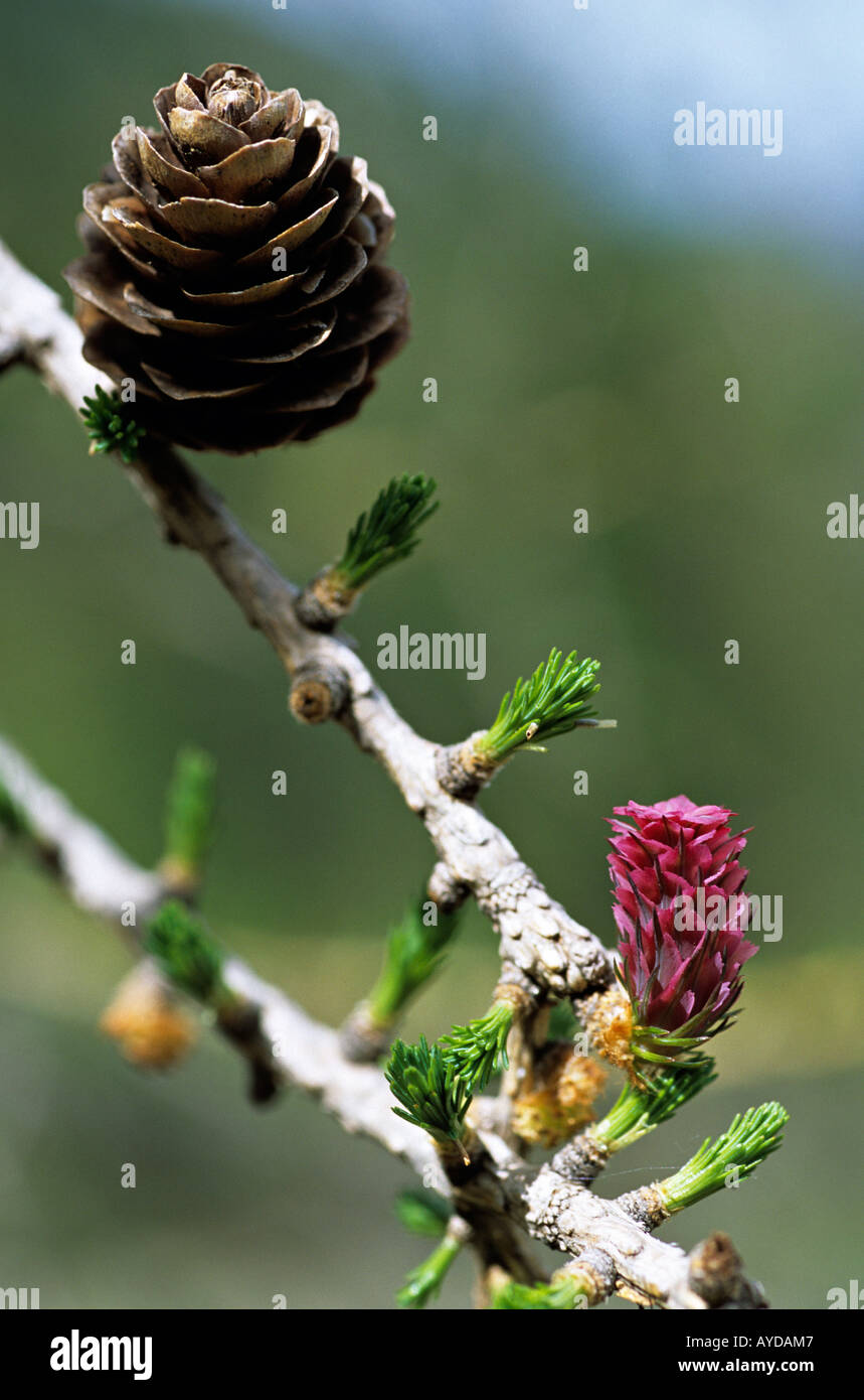 Common larch female flower Larix decidua Stock Photo - Alamy