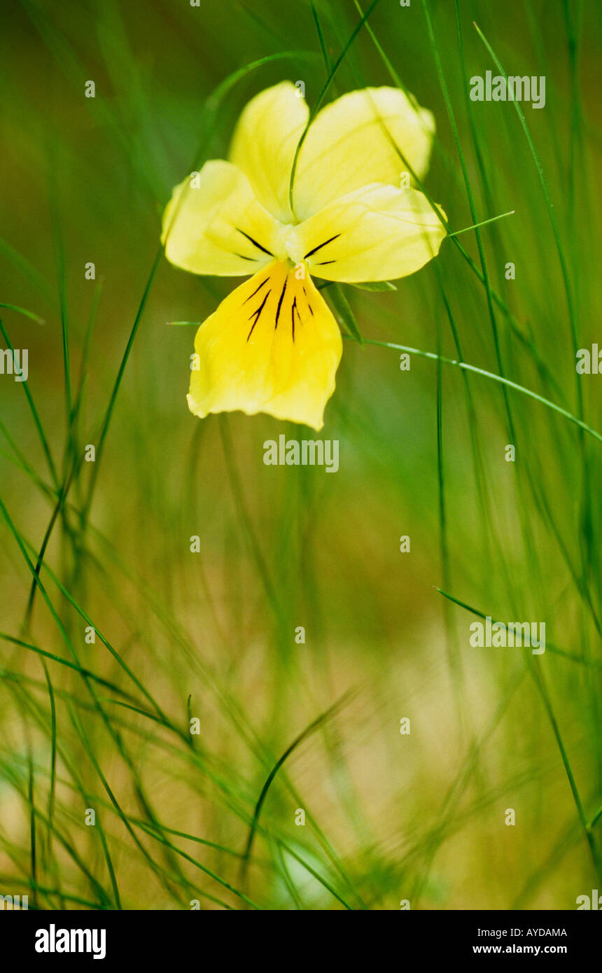 Wild pansy france hi-res stock photography and images - Alamy