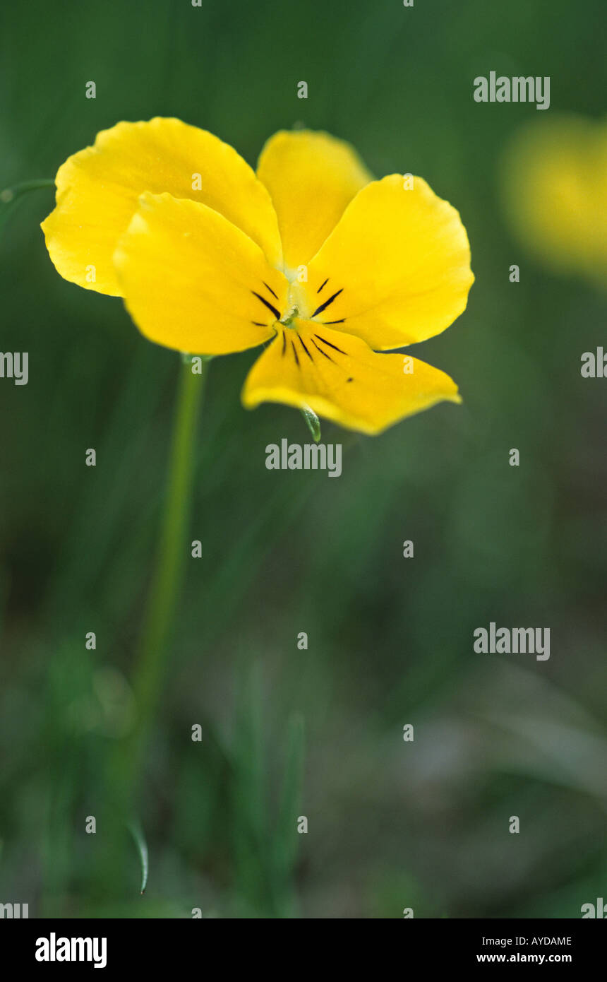 Wild pansy france hi-res stock photography and images - Alamy