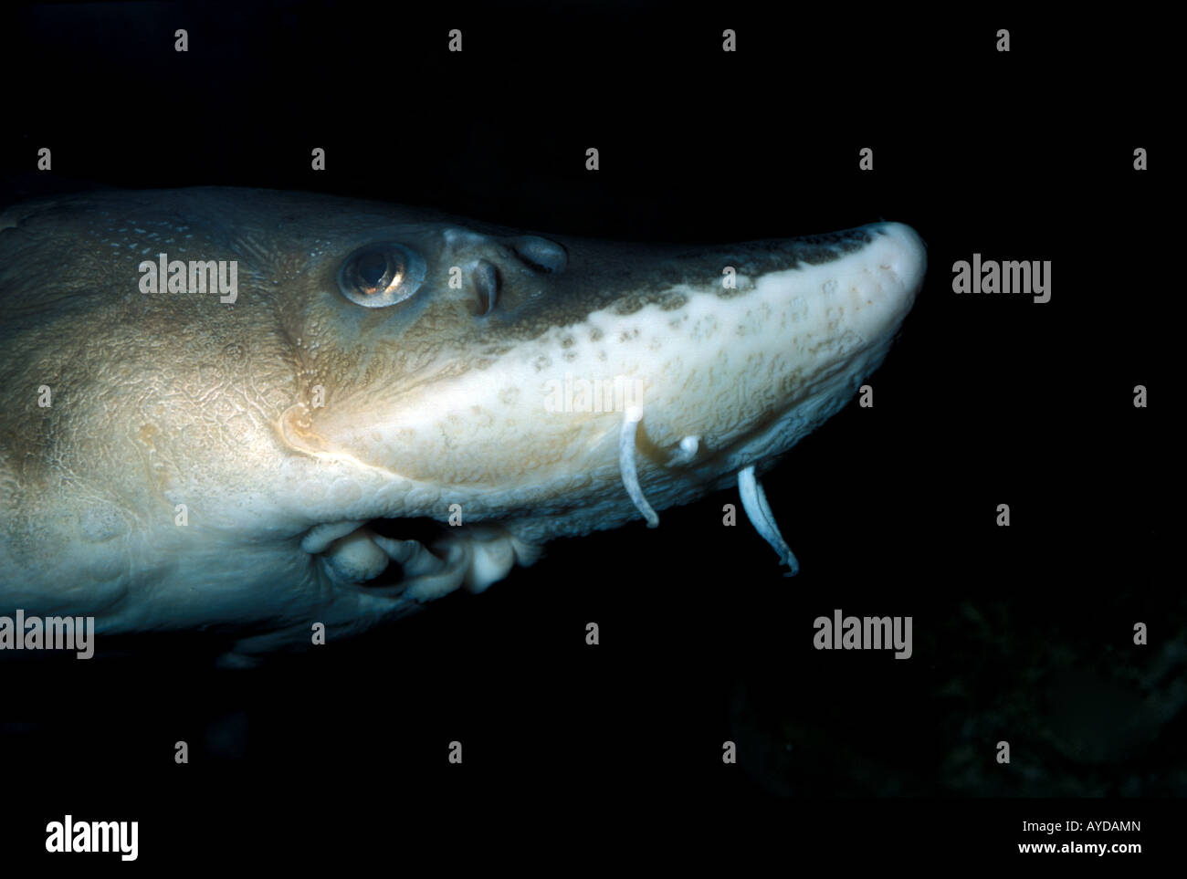 Acipenser sturio europe hi-res stock photography and images - Alamy