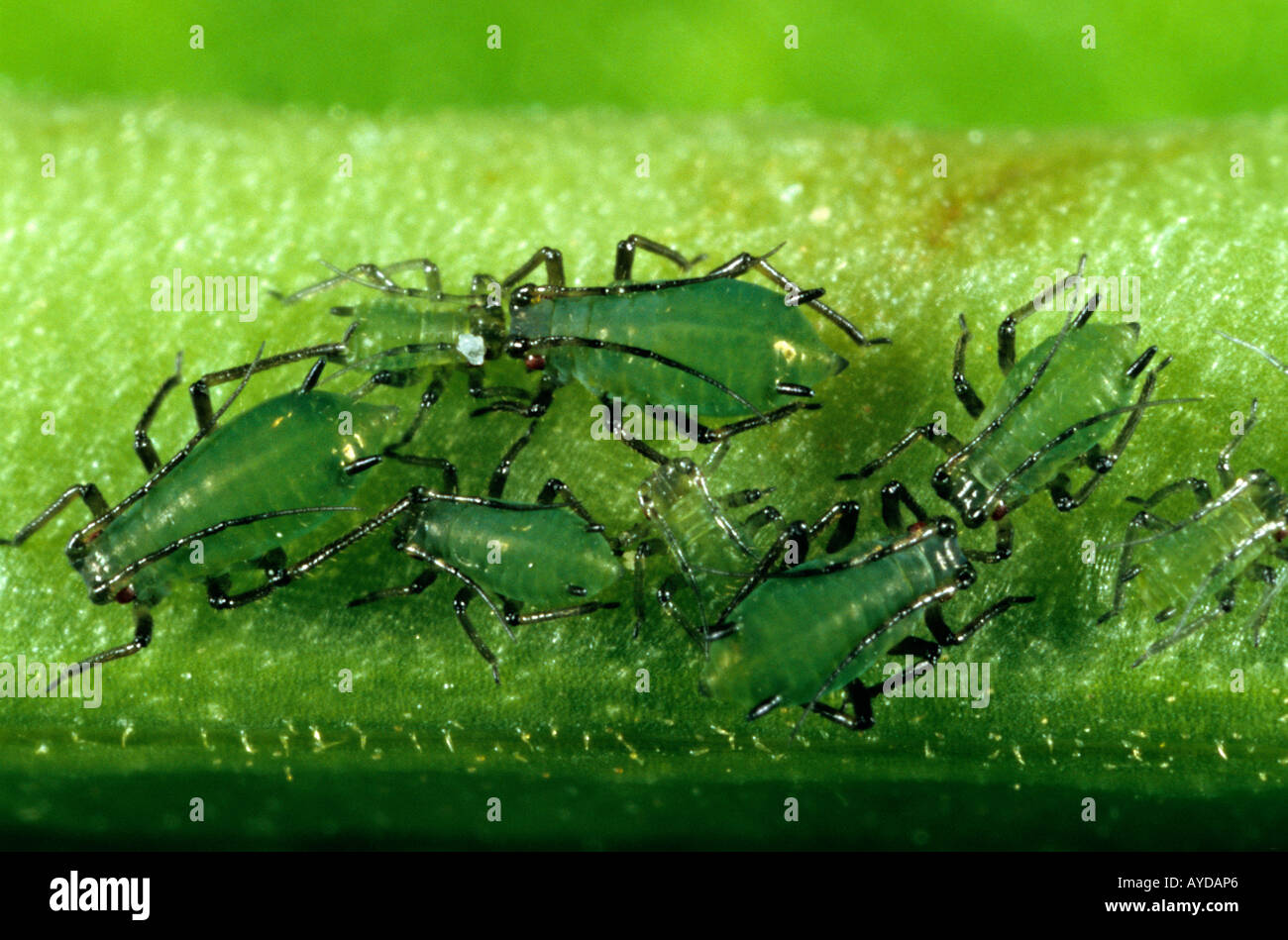 The aphids hi-res stock photography and images - Alamy
