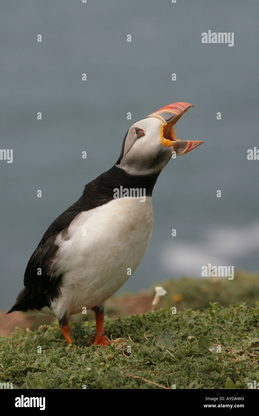 Puffin with its beak open Stock Photo - Alamy