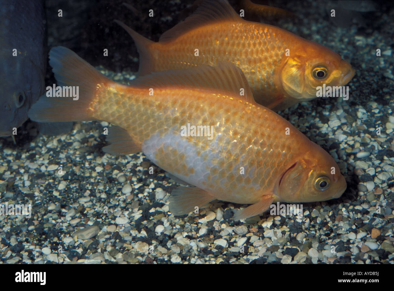 Goldfish, Carassius, auratus, freshwater, fish, Ciprinidae Stock Photo ...