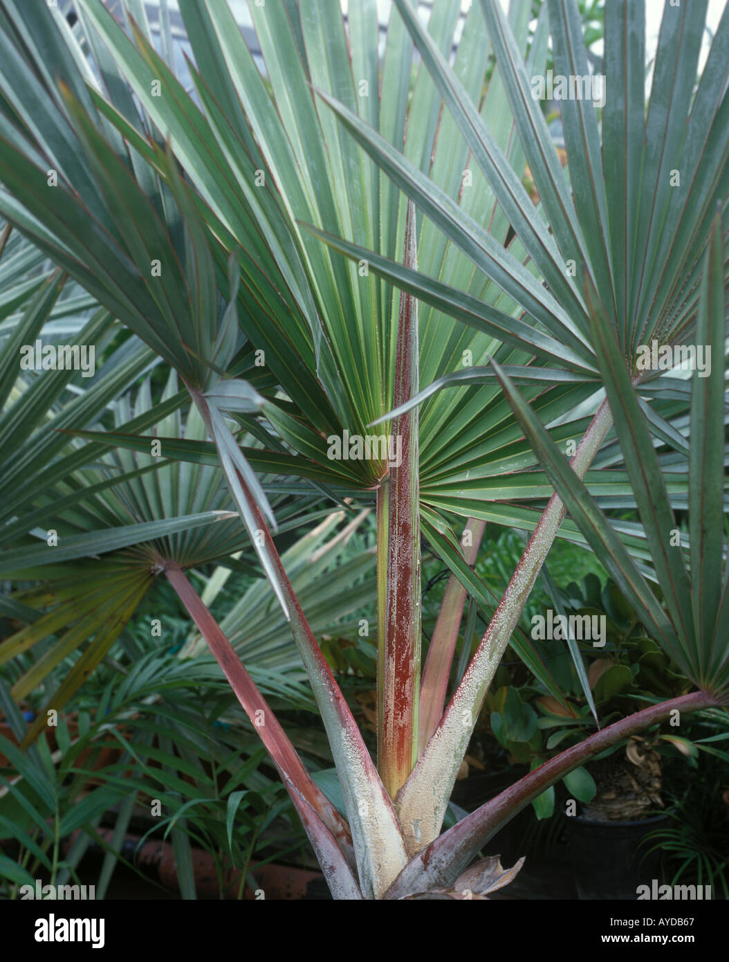 Blue latan palm hi-res stock photography and images - Alamy